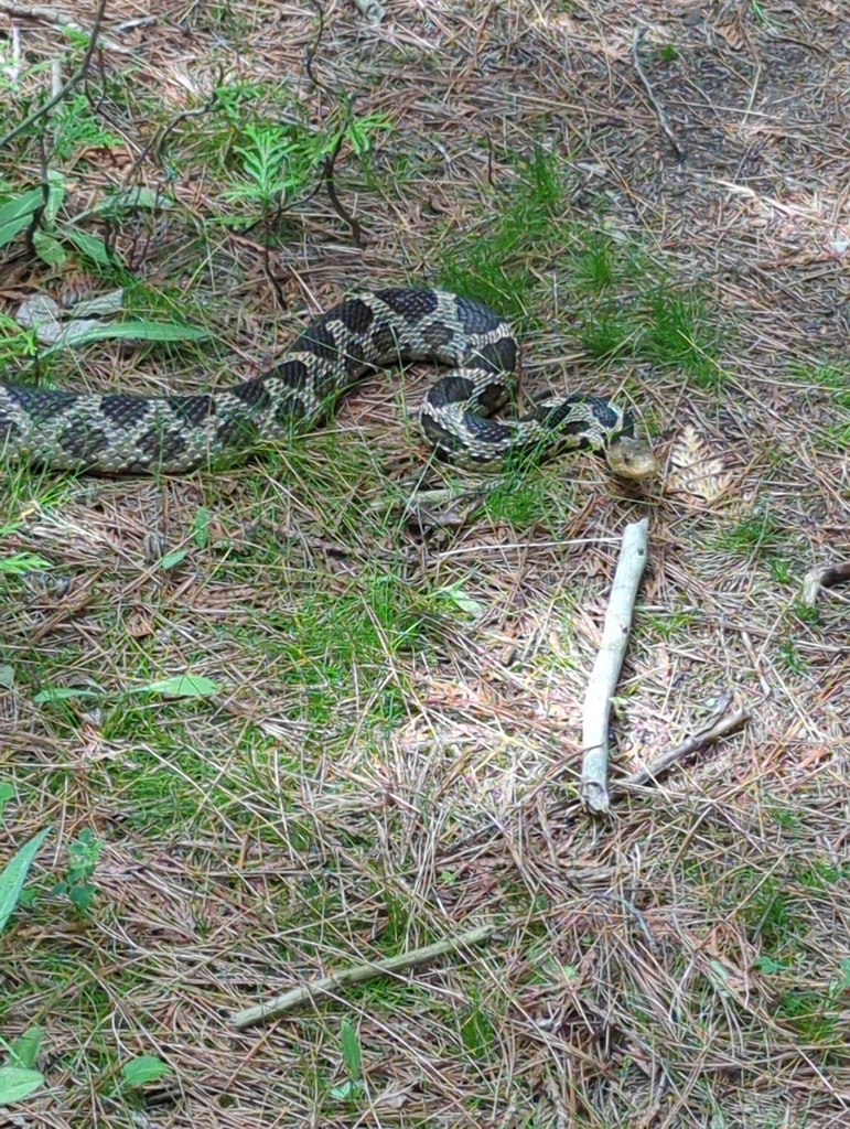 Eastern Foxsnake from Sister Bay, WI 54234, USA on July 19, 2023 at 10: ...