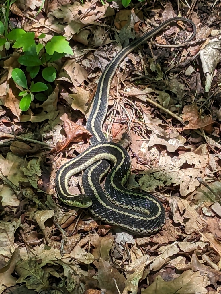 Common Garter Snake in July 2023 by Tim Best · iNaturalist