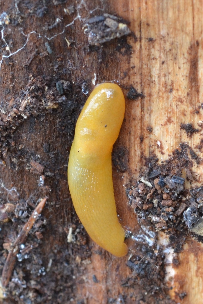 Lemon Slug from Hrádek nad Nisou, Česko on July 16, 2023 at 11:29 AM by ...