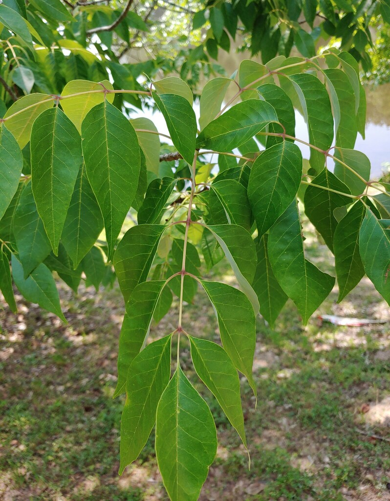 white ash from Dekalb County, GA, USA on June 29, 2023 at 11:23 AM by ...