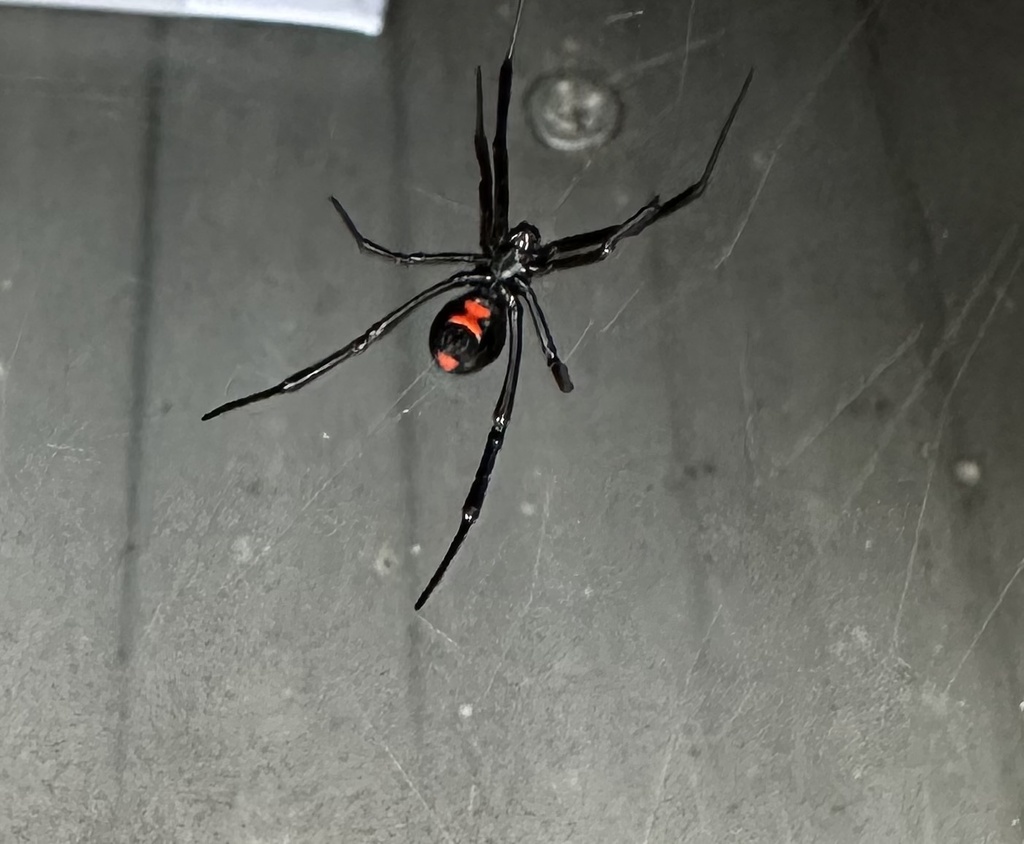 Southern Black Widow from County Road 2322, Nacogdoches, TX, US on July ...