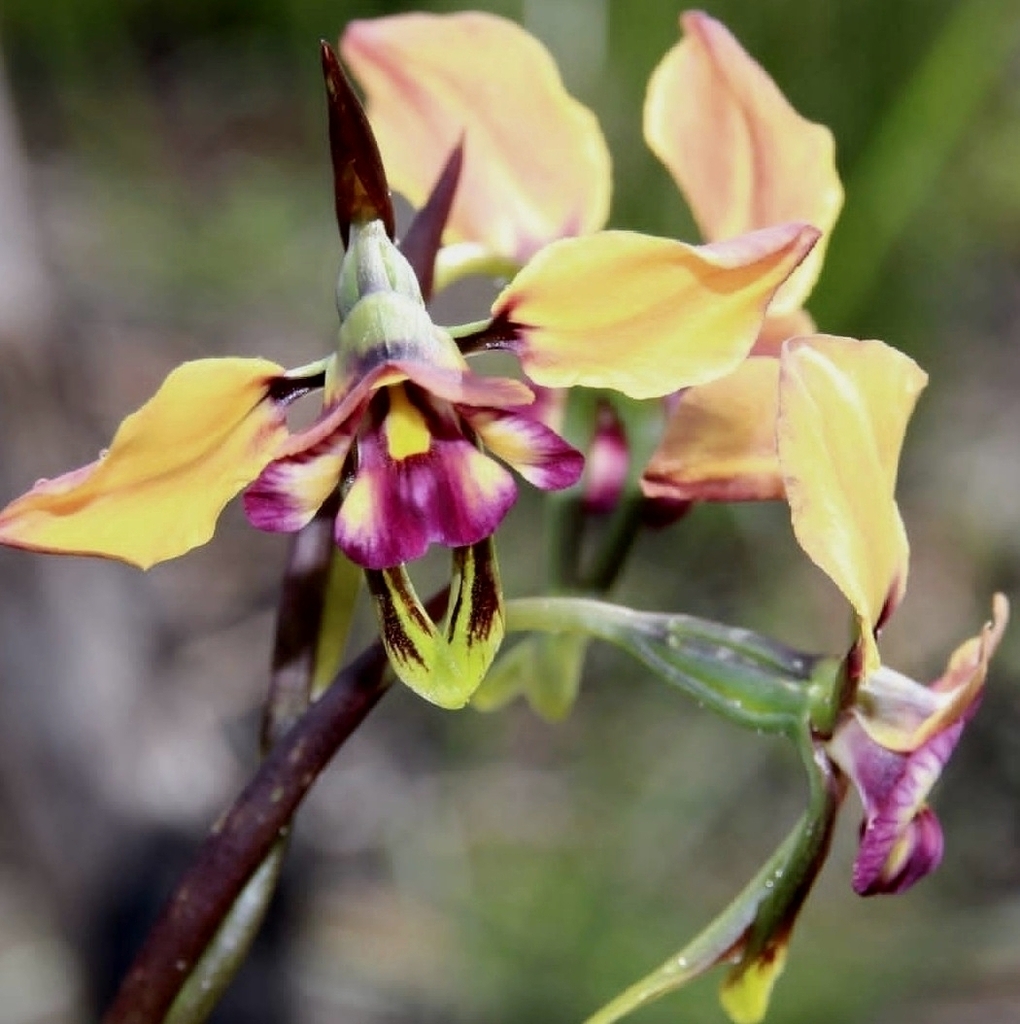 beautiful donkey orchid from Merivale WA 6450, Australia on August 28 ...