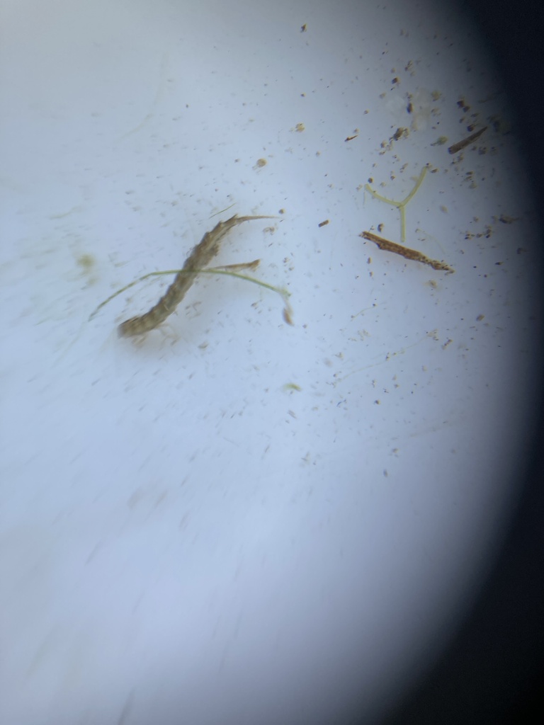 Haliplus from Phalen Regional Park, Saint Paul, MN, US on July 19, 2023 ...