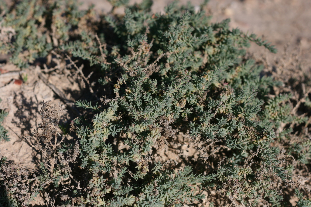 Short-leaf Bluebush from Salt Pan, Bethelsdorp, 6059, South Africa on ...