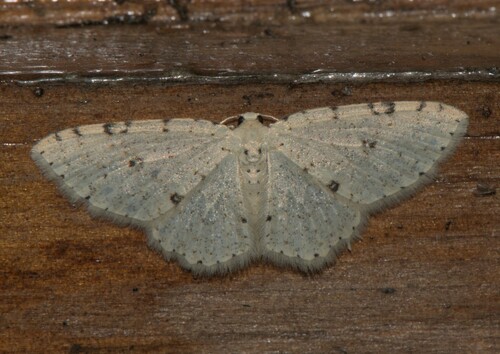 Hydrelia marginepunctata · NaturaLista Colombia