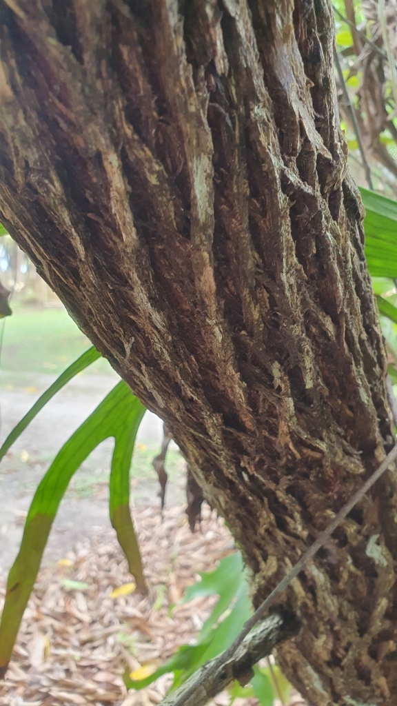Fibrous satinash (Syzygium fibrosum) - Botanical Realm