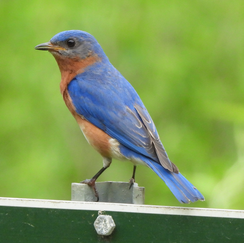 Eastern Bluebird from Kemp Mill, MD, USA on July 19, 2023 at 11:14 AM ...