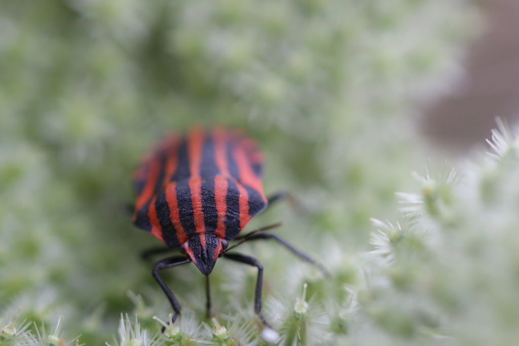 Continental Striped Shield Bug from Brunssum, Netherlands on July 19 ...