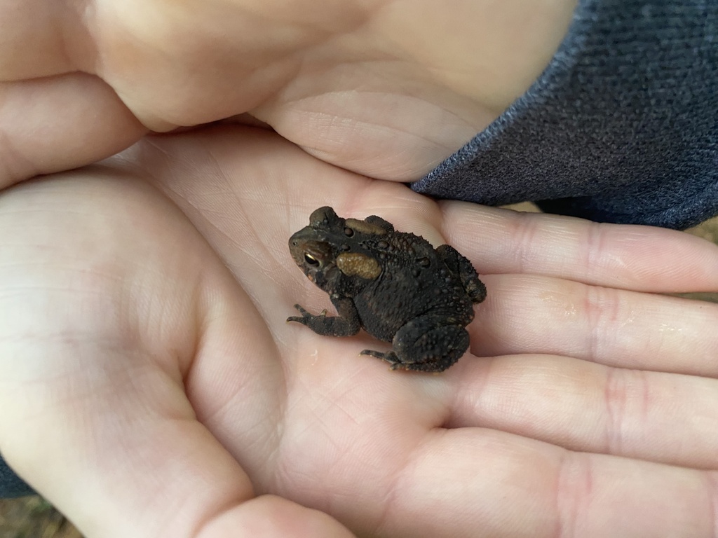 North American Toads from Huron-Manistee National Forests, Twin Lake ...