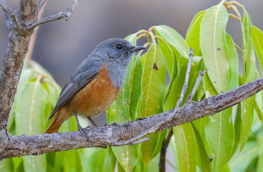Forest Rock-Thrush from Ihosy, Madagascar on November 12, 2022 at 12:18 AM by Carlos Sanchez ...