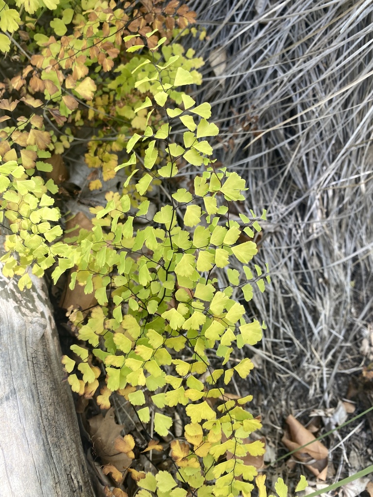 black maidenhair fern from Bertram, TX, US on July 19, 2023 at 01:11 PM ...