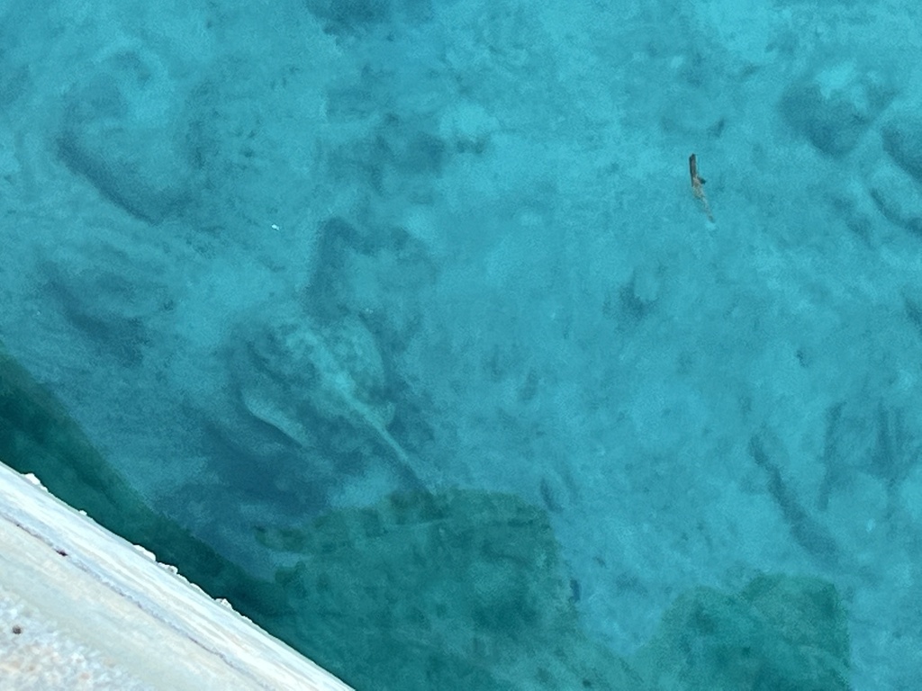 Yellow Stingray in October 2022 by Matthew · iNaturalist