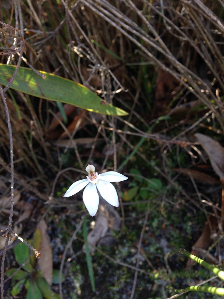 Pink Lady Fingers in June 2014 by James McCarthy · iNaturalist