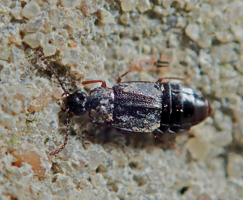 Omalium excavatum · iNaturalist