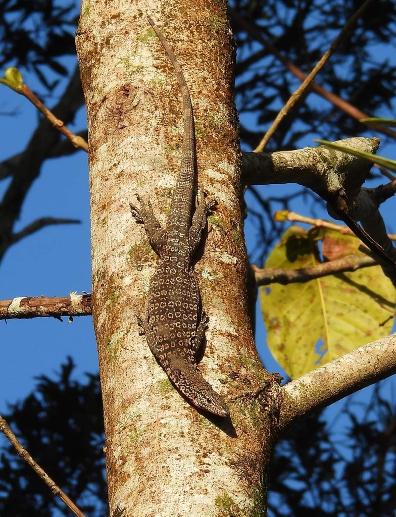 Banded/Spotted Tree Monitor Complex from Tully QLD 4854, Australia on ...