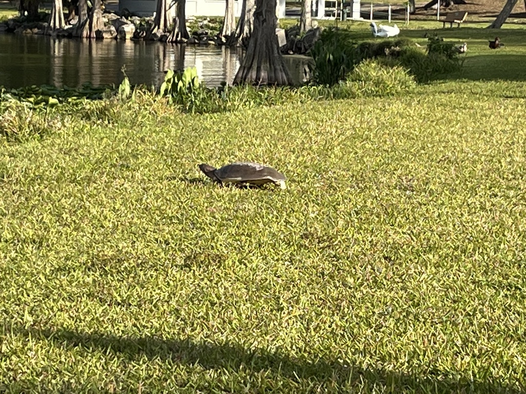 Florida Softshell Turtle from Lake Morton Dr, Lakeland, FL, US on March ...