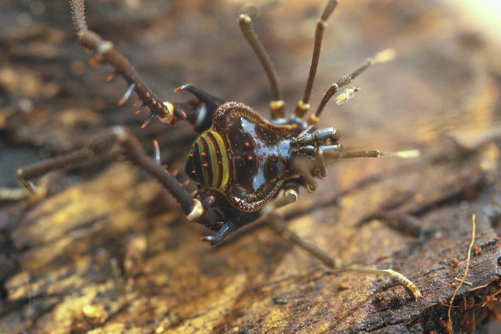 Sadocus asperatus from Cautín, Araucanía, Chile on May 20, 2023 at 04: ...