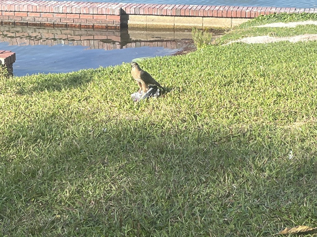 Cooper's Hawk in January 2023 by Matthew. Preying upon a Rock Pigeon ...
