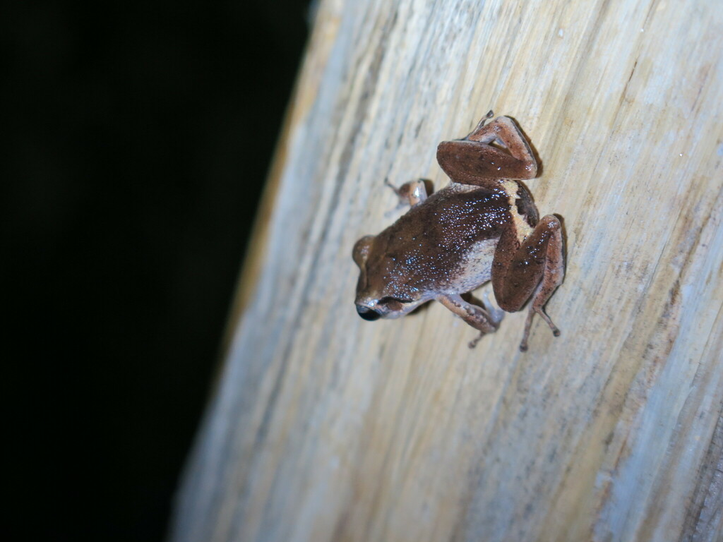 Martinique Robber Frog in May 2022 by Daniel PINELLI · iNaturalist