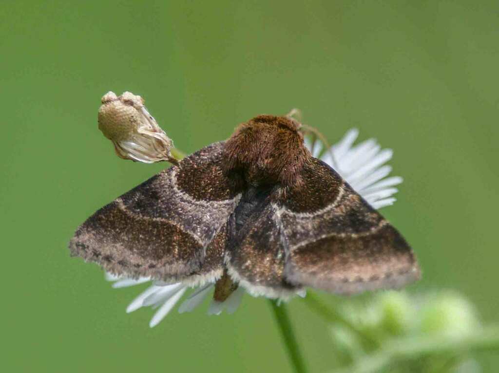 Arcigera Flower Moth (Casa Tortuga) · iNaturalist