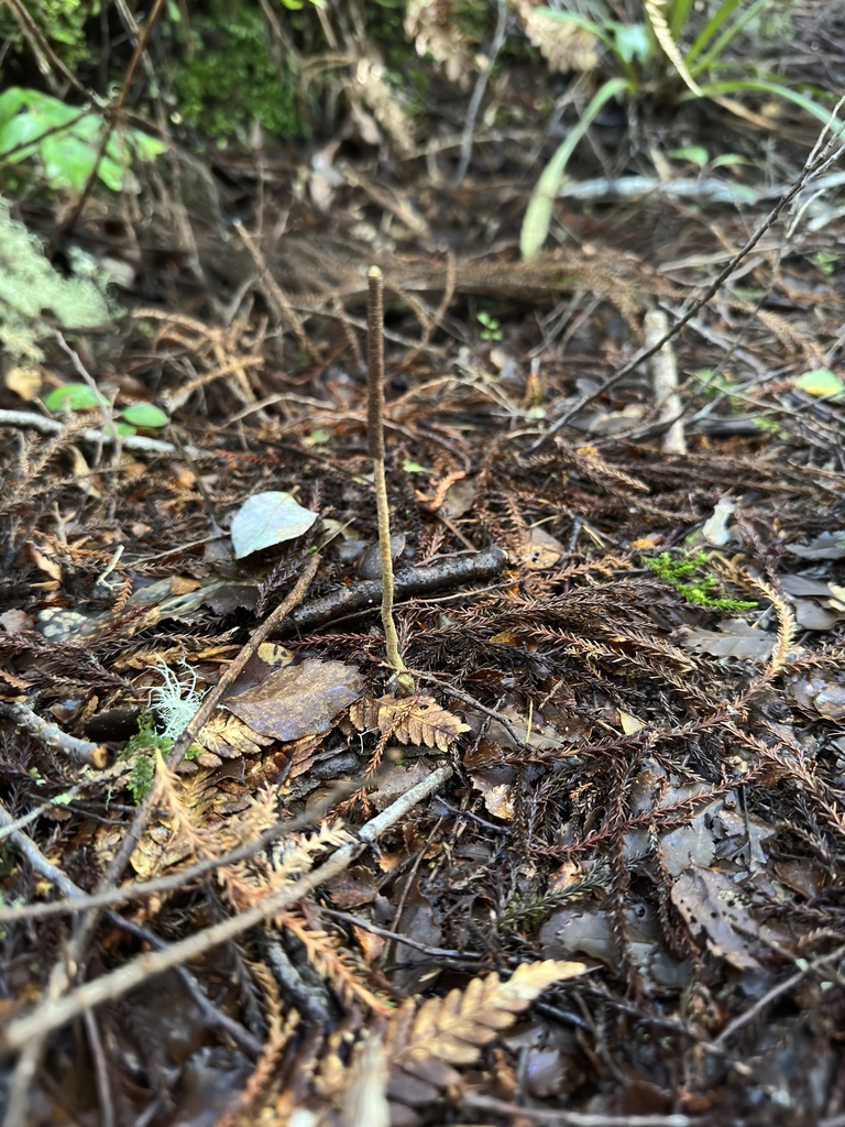 Ophiocordyceps from Te Urewera, Urewera National Park, Hawke's Bay, NZ ...