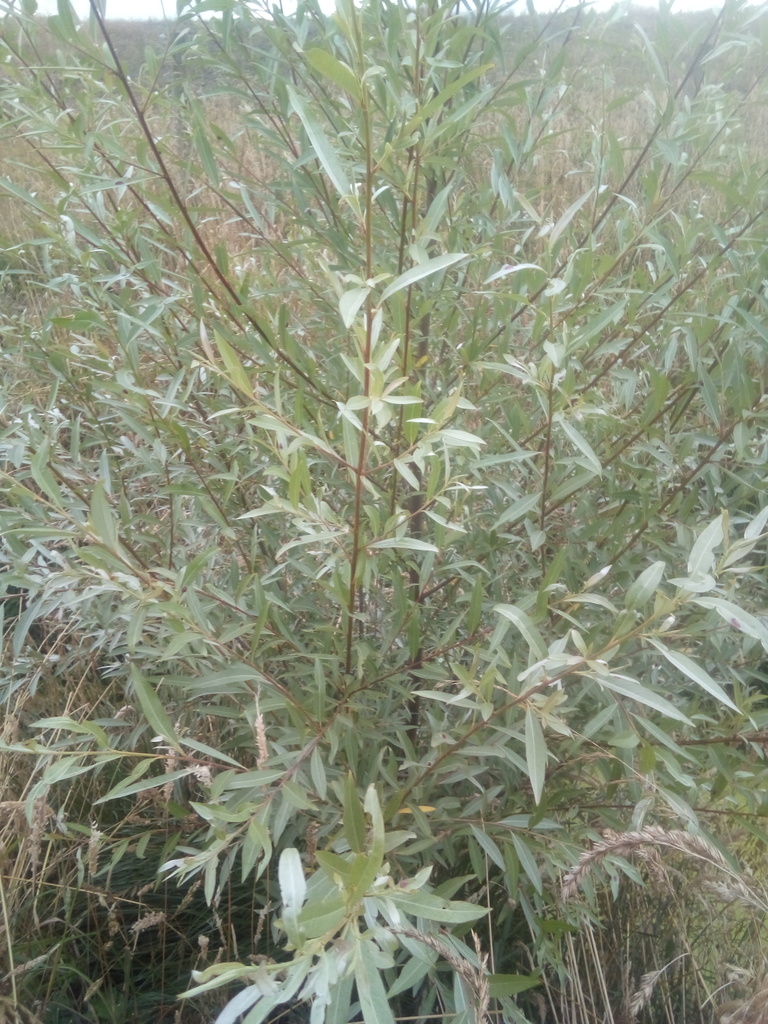 white willow from Belfast, Christchurch, New Zealand on January 13 ...