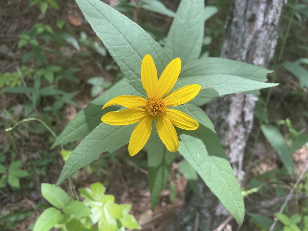 woodland sunflower from Newnan, GA, US on July 19, 2023 at 01:36 PM by ...