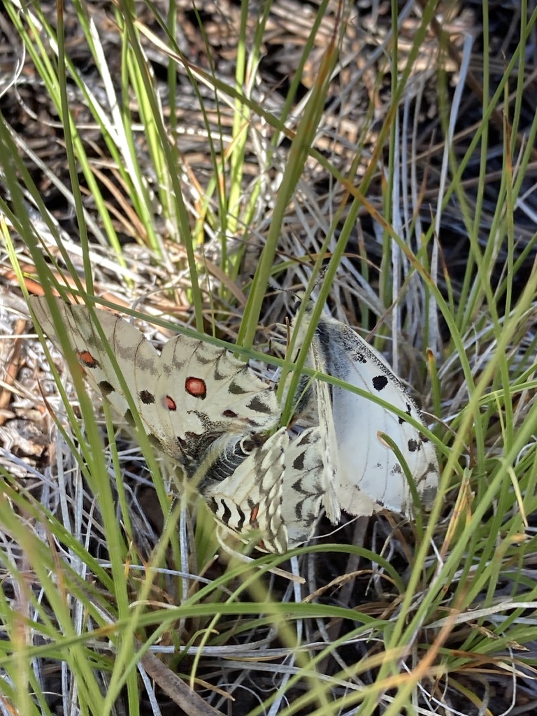 Rocky Mountain Parnassian from Pike and San Isabel National Forests ...