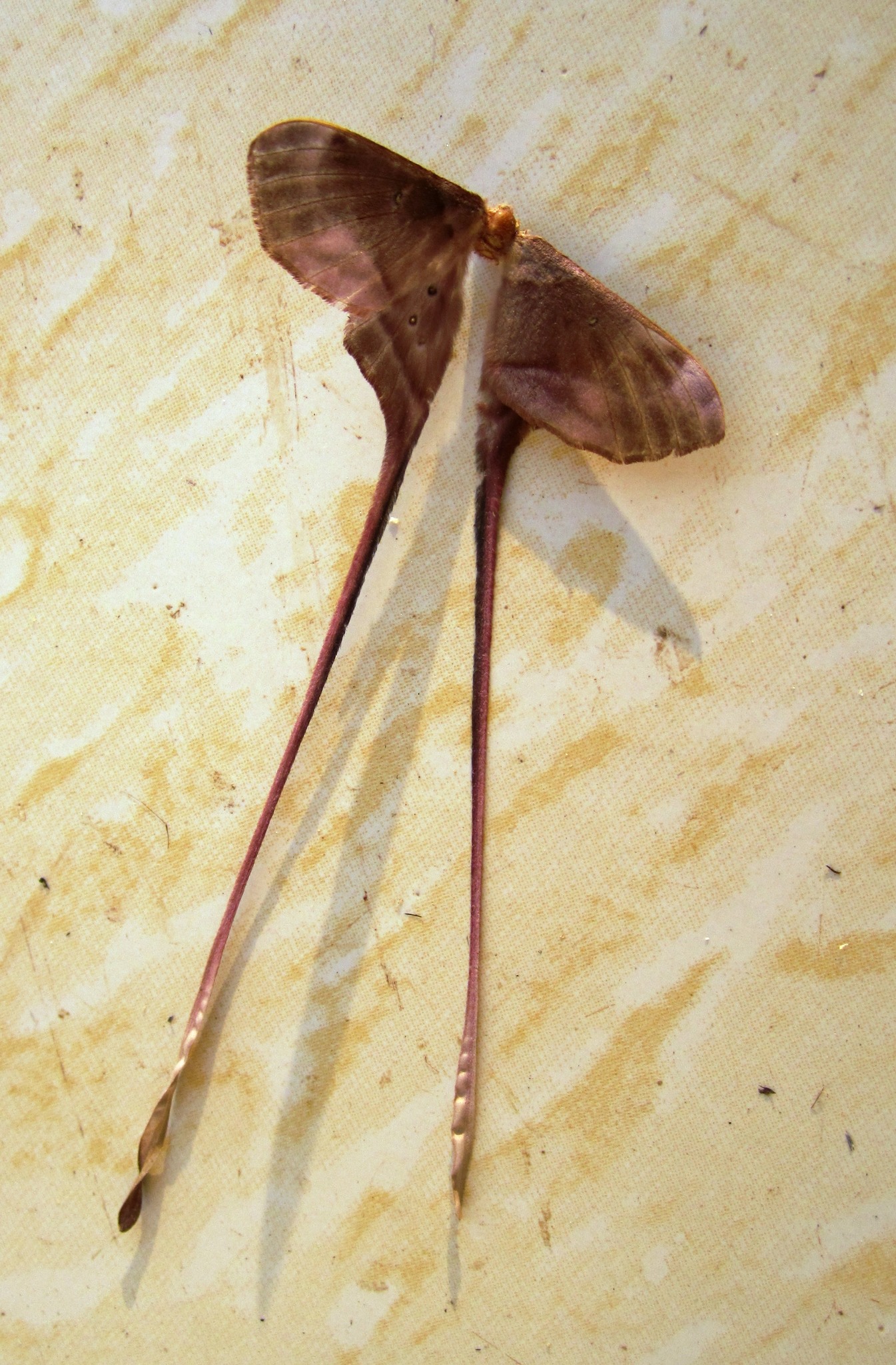 Eudaemonia argus Fabricius, 1781