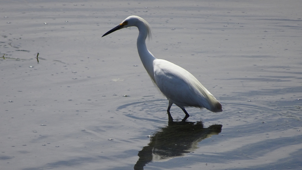 Snowy Egret from Estero Beach, 22785 Ensenada, B.C., Mexico on June 22 ...