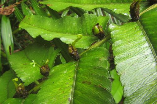 Callipteris prolifera · iNaturalist
