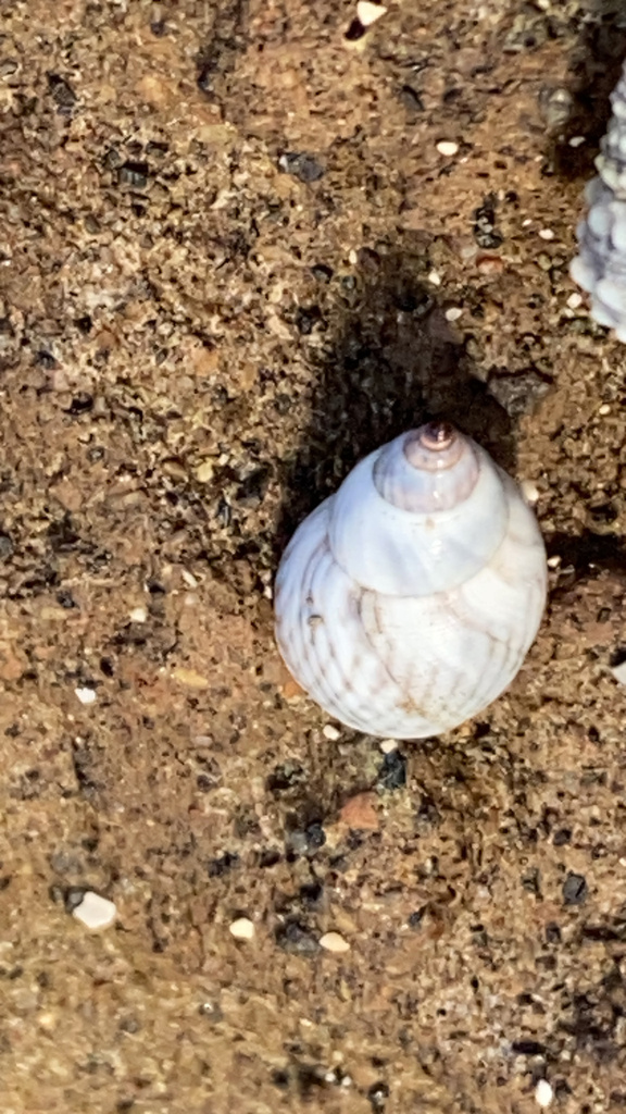 Periwinkle Snails from Saint George, GD on July 19, 2023 at 05:44 PM by ...