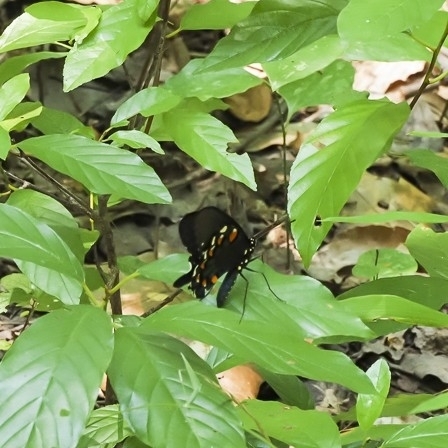 Pipevine Swallowtail from Rose Hill Plantation State Historic Site, SC ...