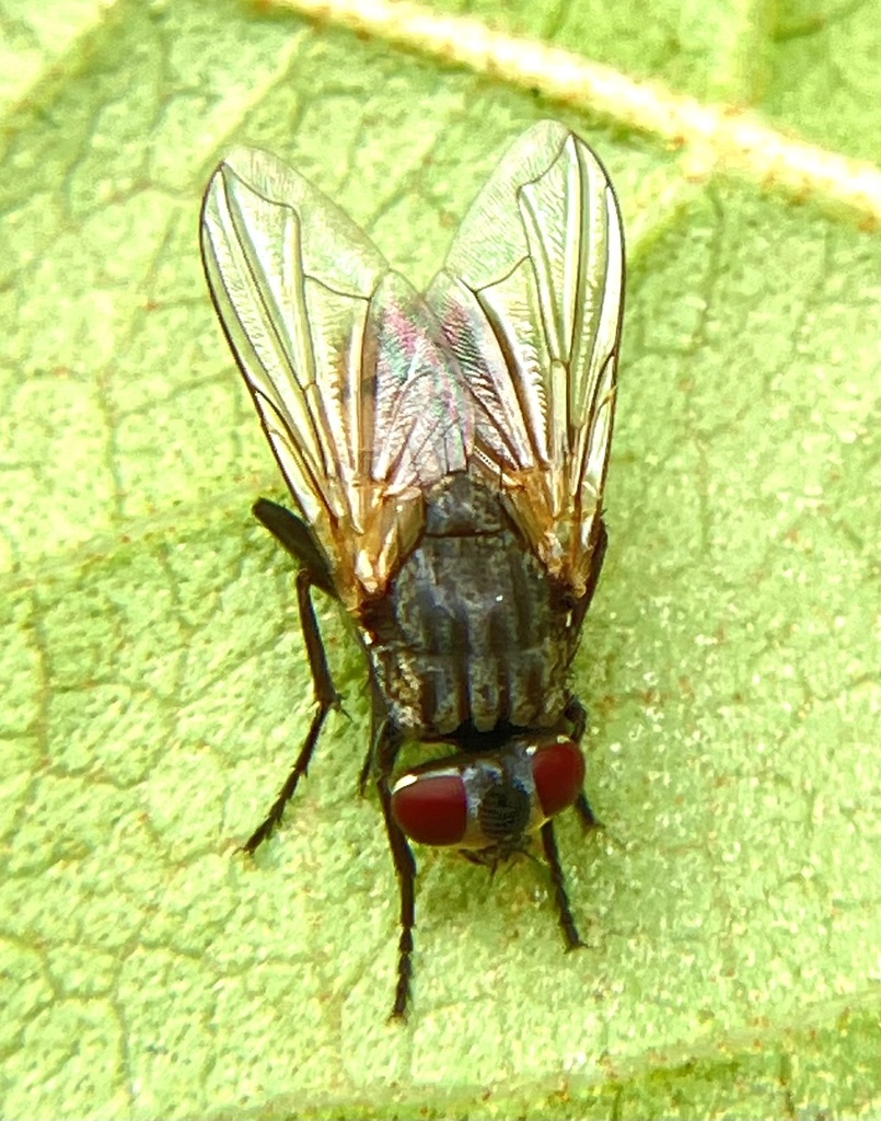 Common House Fly from Cotswold, Charlotte, NC 28211, USA on July 13 ...