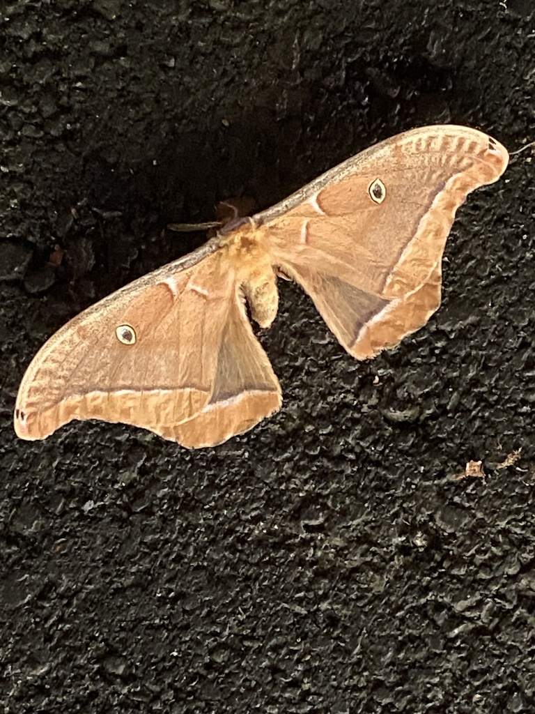 Polyphemus Moth from Plymouth Colony, Branford, CT, US on July 19, 2023 ...