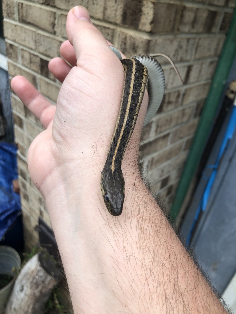 Common Garter Snake from Squire Ln, Marion, VA, US on July 19, 2023 at ...