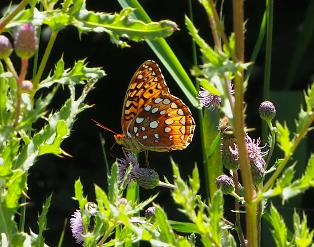 Great Spangled Fritillary from 00 AA Boot Lake SNA on July 19, 2023 at ...