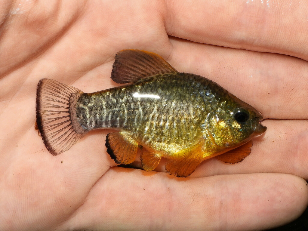 Sheepshead Minnow from Queen Anne's County, MD, USA on July 17, 2023 at ...