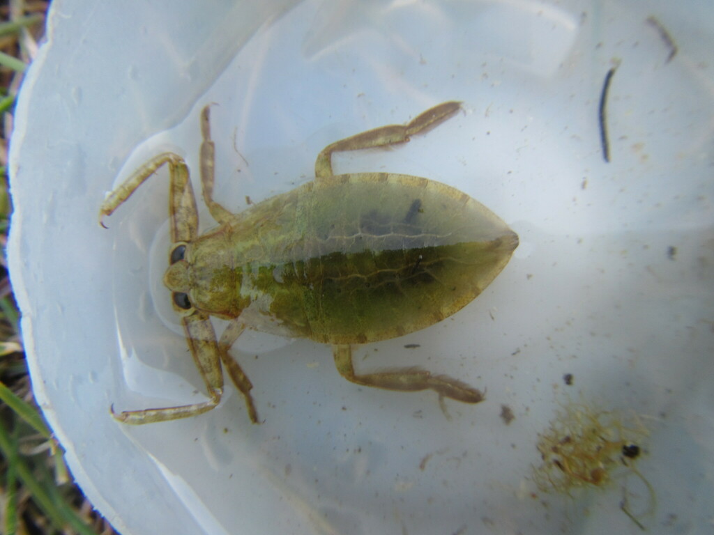 American Giant Water Bug from Whitefish, MT 59937, USA on July 19, 2023 ...