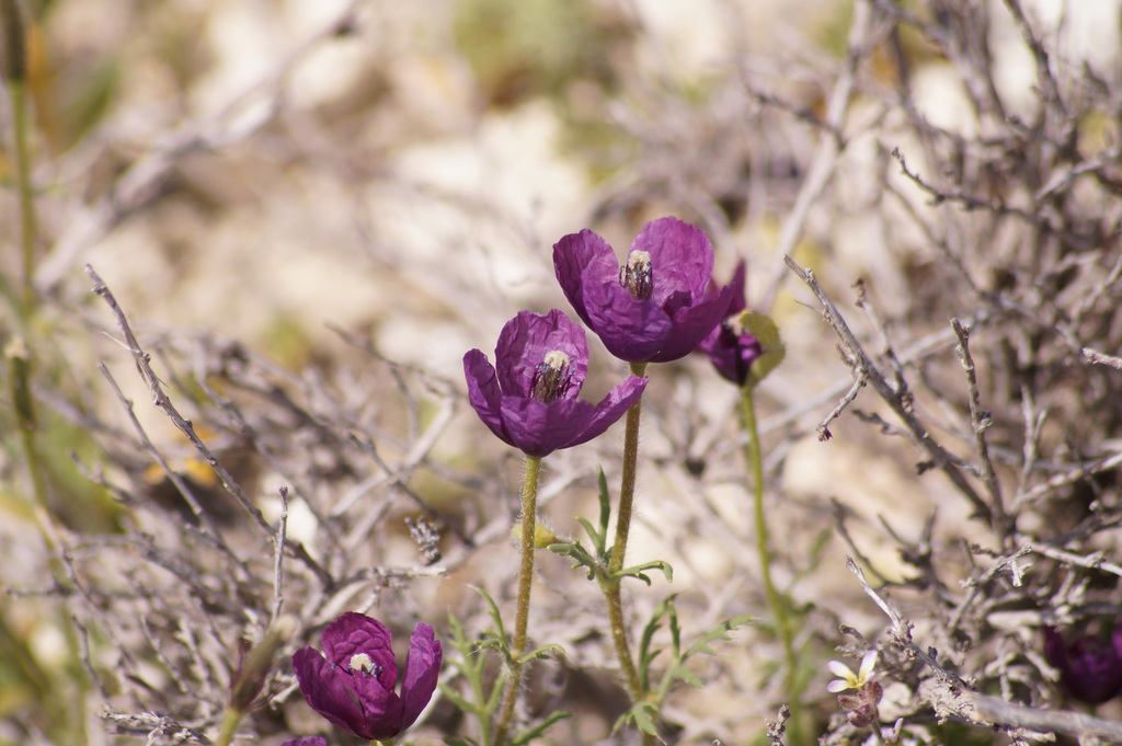 Violet Horned-poppy from Мангистауский район, Казахстан on April 17 ...