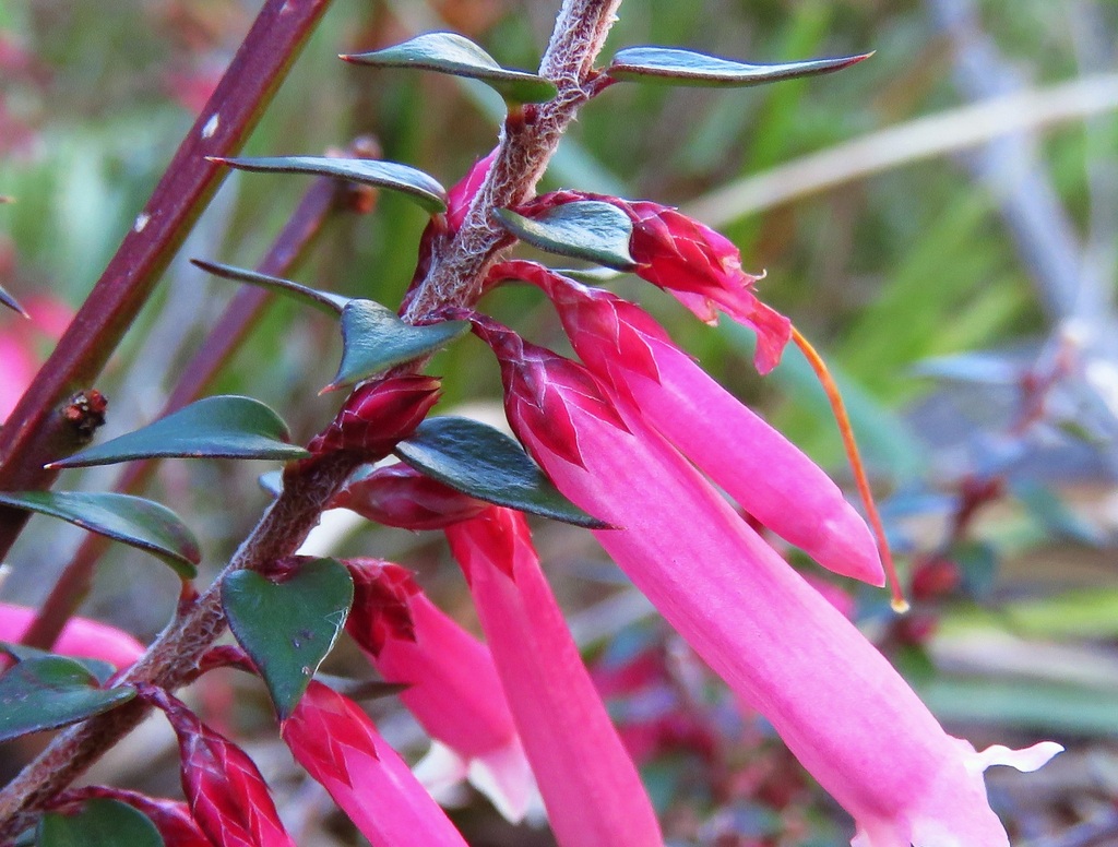 fuchsia heath from Lithgow NSW 2790, Australia on July 19, 2023 at 12: ...