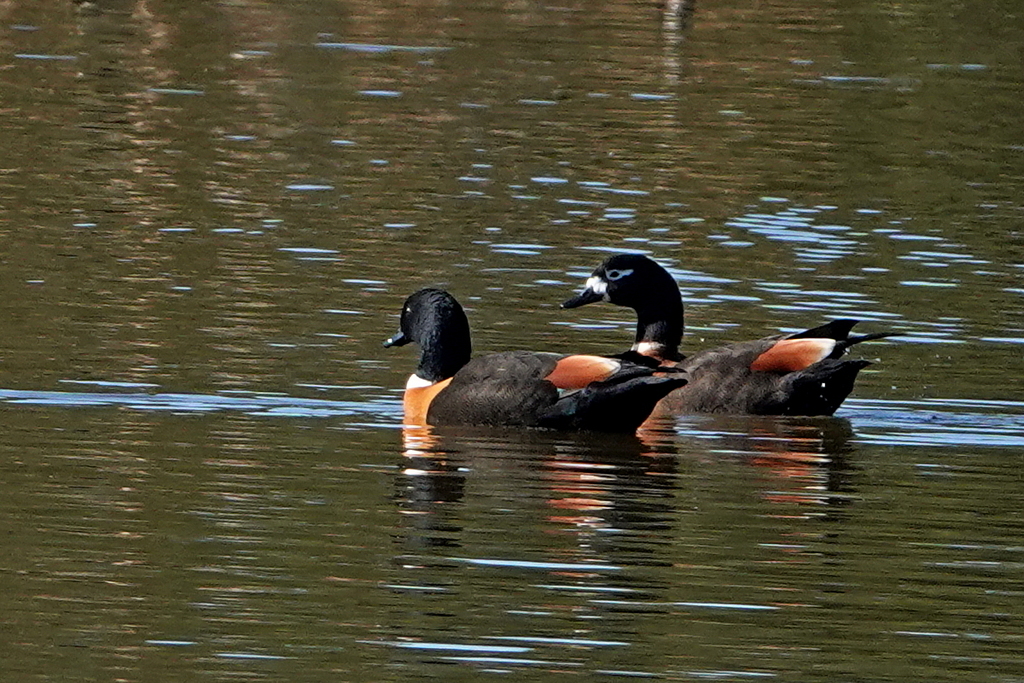 Australian Shelduck from Jellat Jellat NSW 2550, Australia on July 18 ...