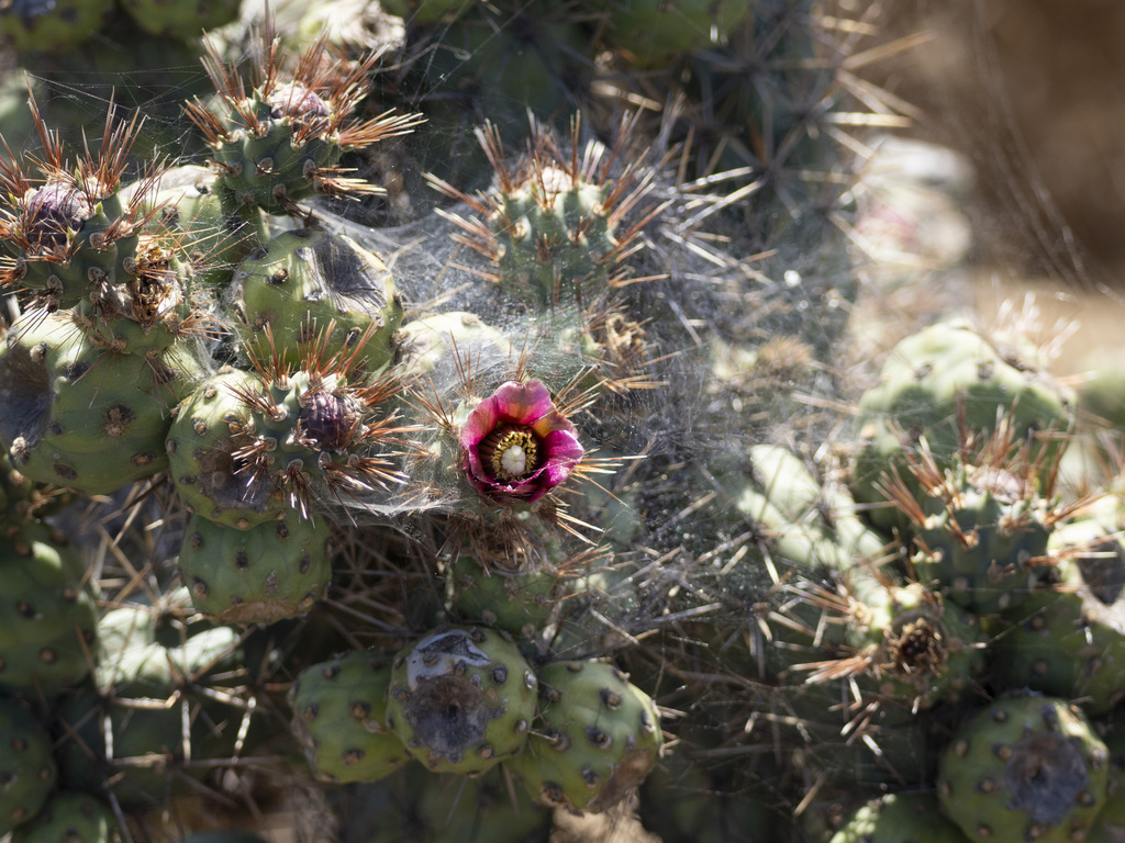 Coast Cholla from Imperial Beach, CA, USA on July 19, 2023 at 10:16 AM ...