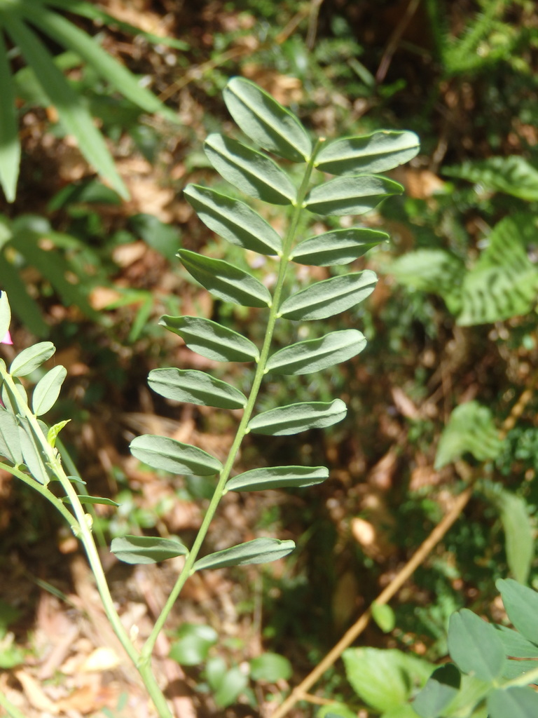Smooth Darling Pea (Swainsona galegifolia) - Botanical Realm