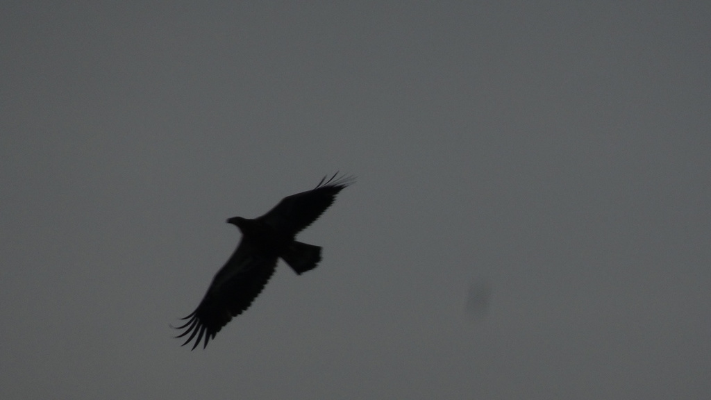 Bald Eagle from Côte-Nord, QC, Canadá on July 7, 2023 at 07:32 PM by ...