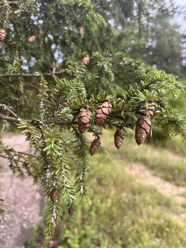 eastern hemlock from West Hills County Park, Huntington, NY, US on July ...