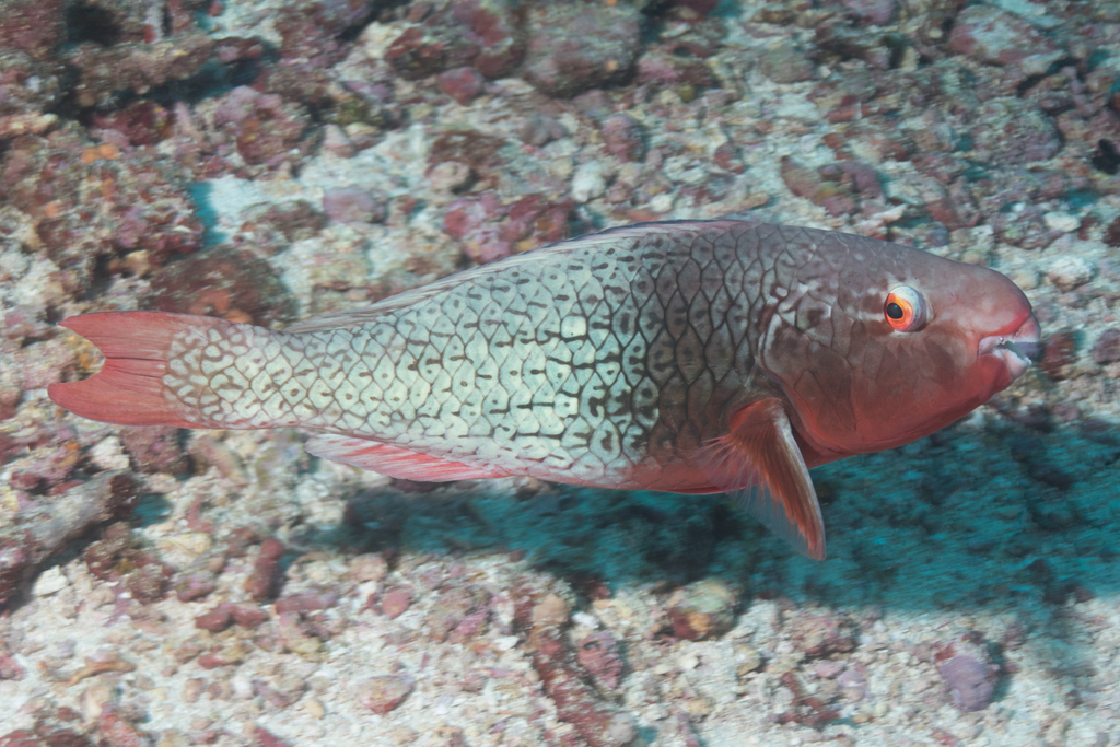 Redlip Parrotfish (Reef Fish of the Hawaiian Islands) · iNaturalist