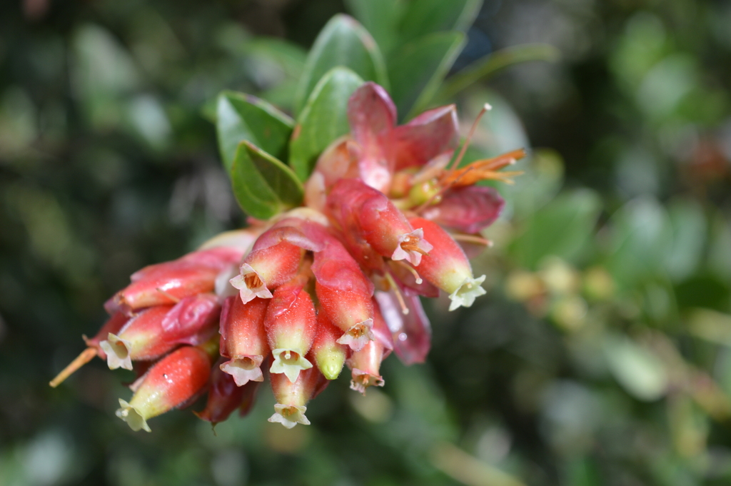 Mountain Grape from Bogotá, Colombia on April 28, 2023 at 07:54 AM by ...