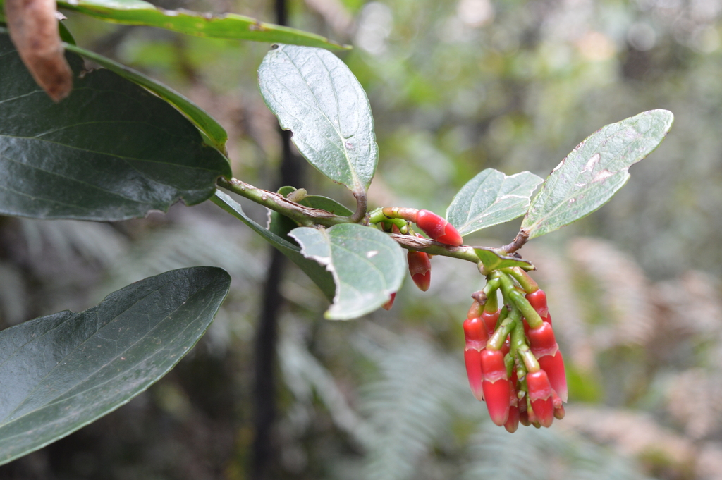 Macleania rupestris from Bogotá, Colombia on April 28, 2023 at 11:51 AM ...