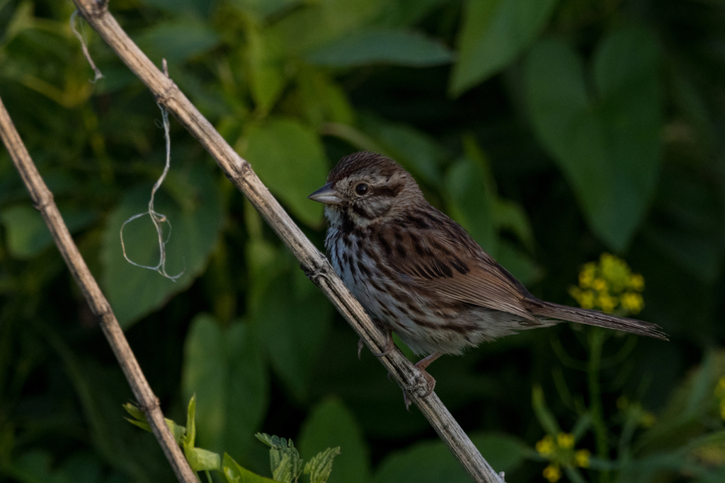 Song Sparrow from Manistee County, MI, USA on July 18, 2023 at 08:22 PM ...